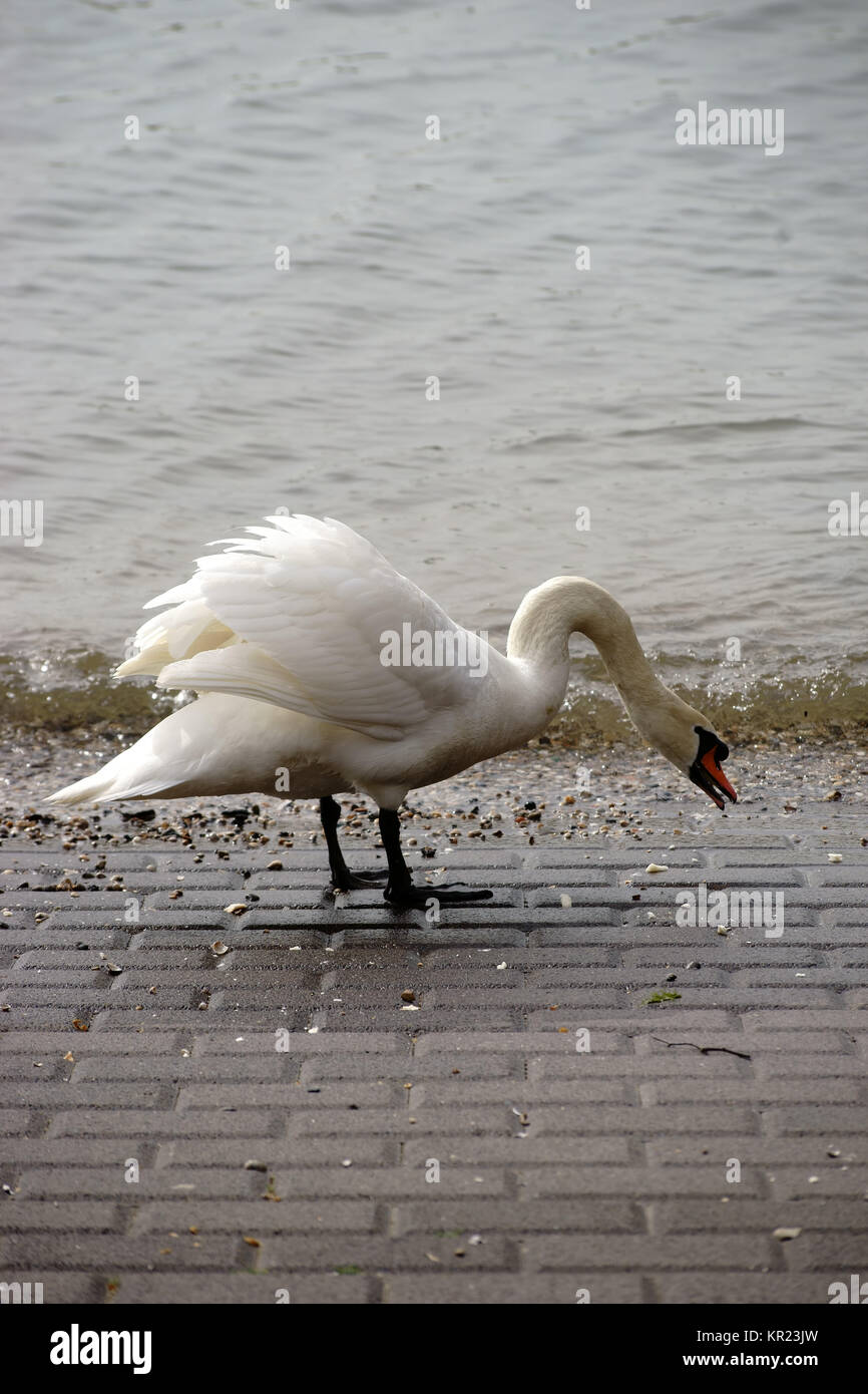 swan profile page Stock Photo - Alamy