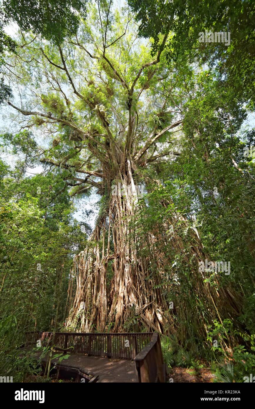 cathedral fig tree Stock Photo - Alamy