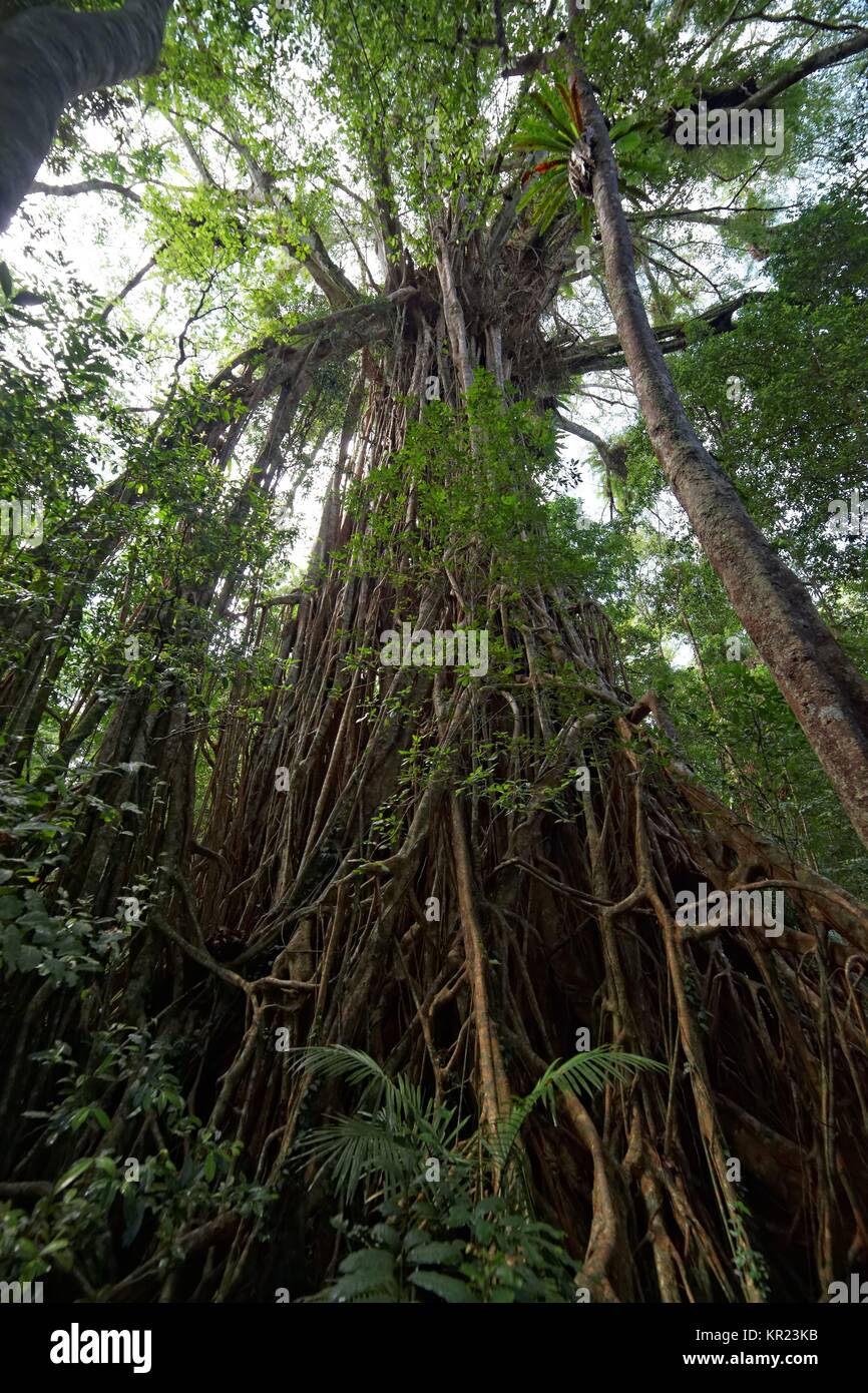 cathedral fig tree Stock Photo - Alamy