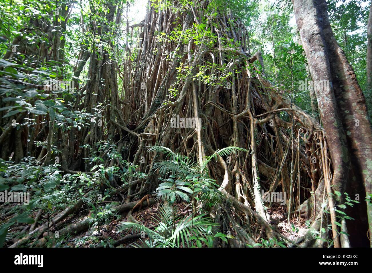 cathedral fig tree Stock Photo - Alamy