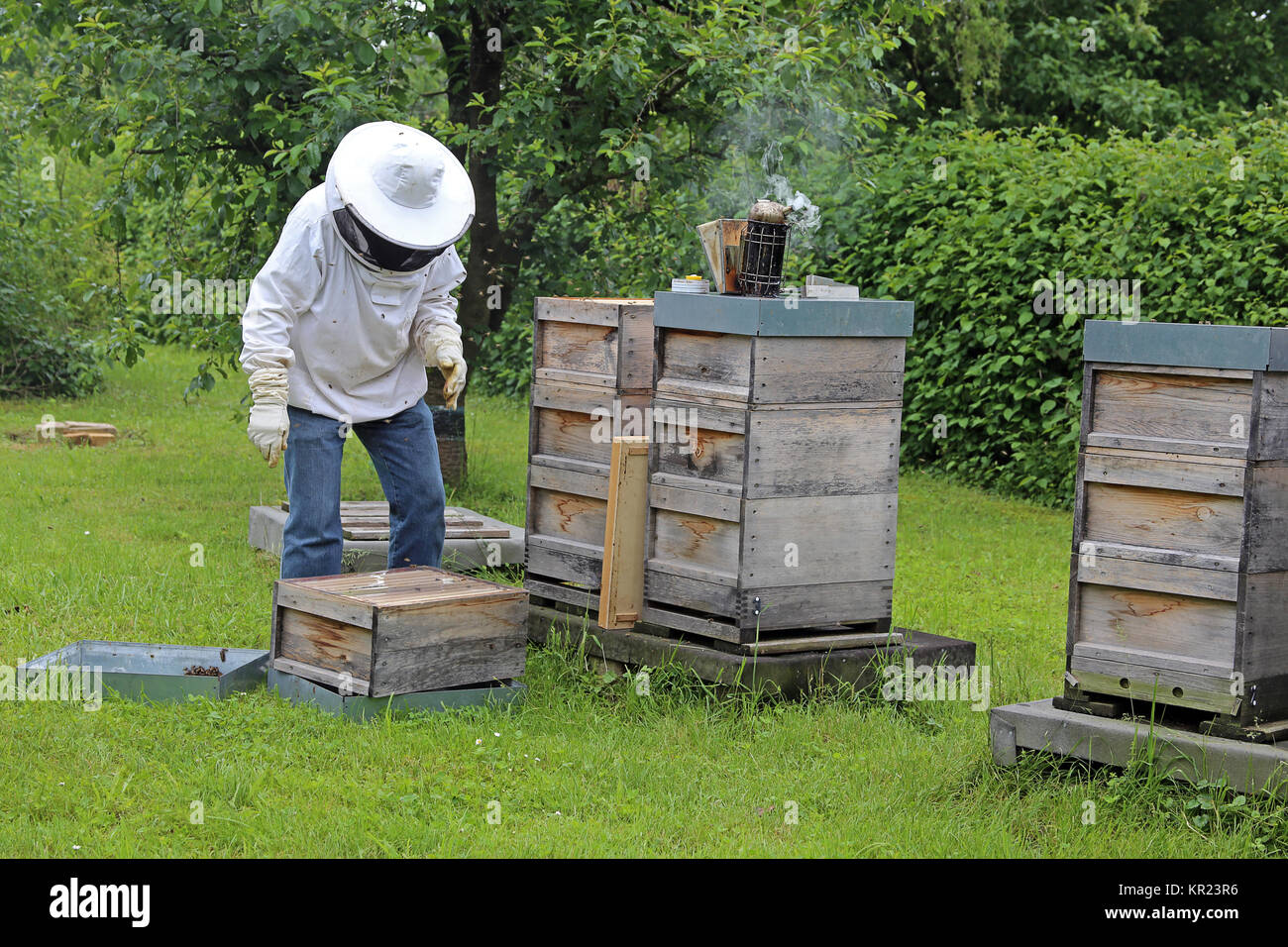 beekeeper working on his hives Stock Photo - Alamy beekeeper working on his hives Stock Photo - Alamy