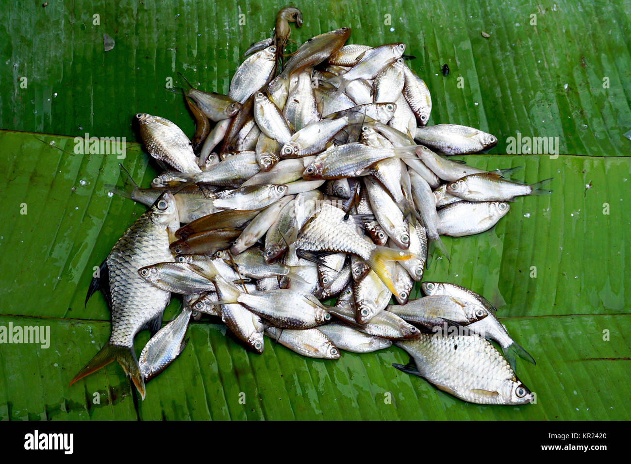 fresh small fish on banana leaf Stock Photo - Alamy
