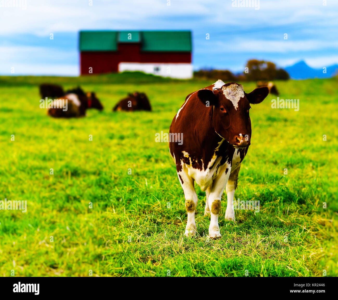Horizontal vivid Norwegian cow on the field background backdrop Stock ...