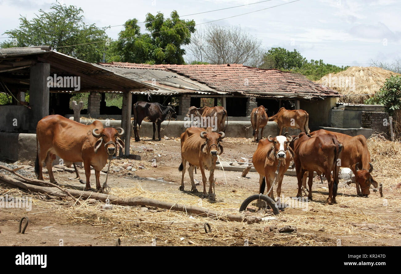 Cattle Rearing High Resolution Stock Photography and Images - Alamy