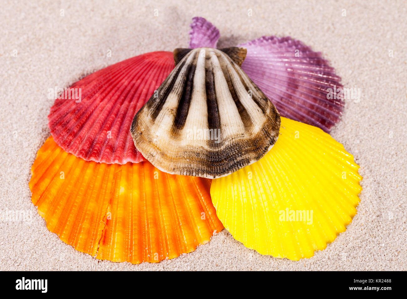 some colorful sea shells of mollusk on sand, close up Stock Photo - Alamy