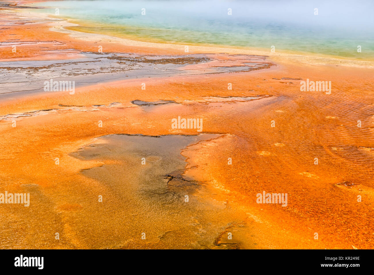 Bacteria algae hi-res stock photography and images - Alamy