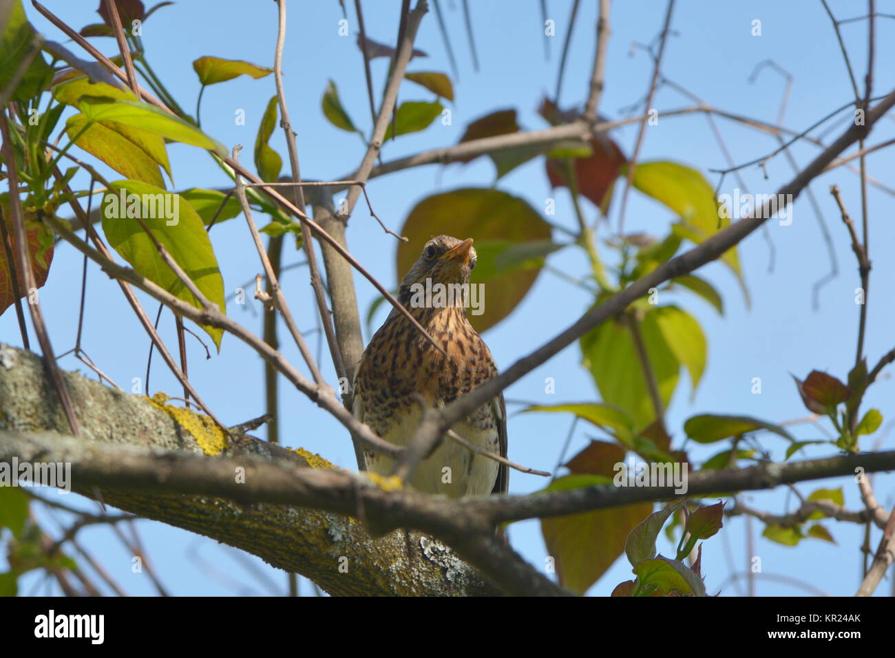 Choke worm hi-res stock photography and images - Alamy