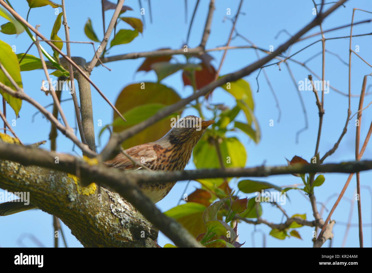 choke in tree Stock Photo - Alamy
