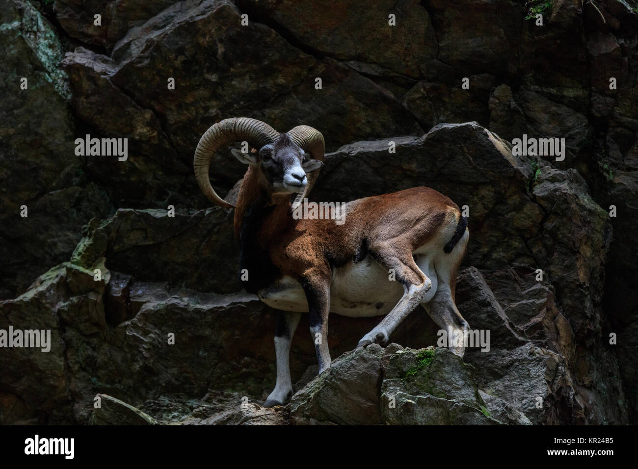 the mouflon (Ovis musimon) in Merlet Animal Park. Chamonix, France ...