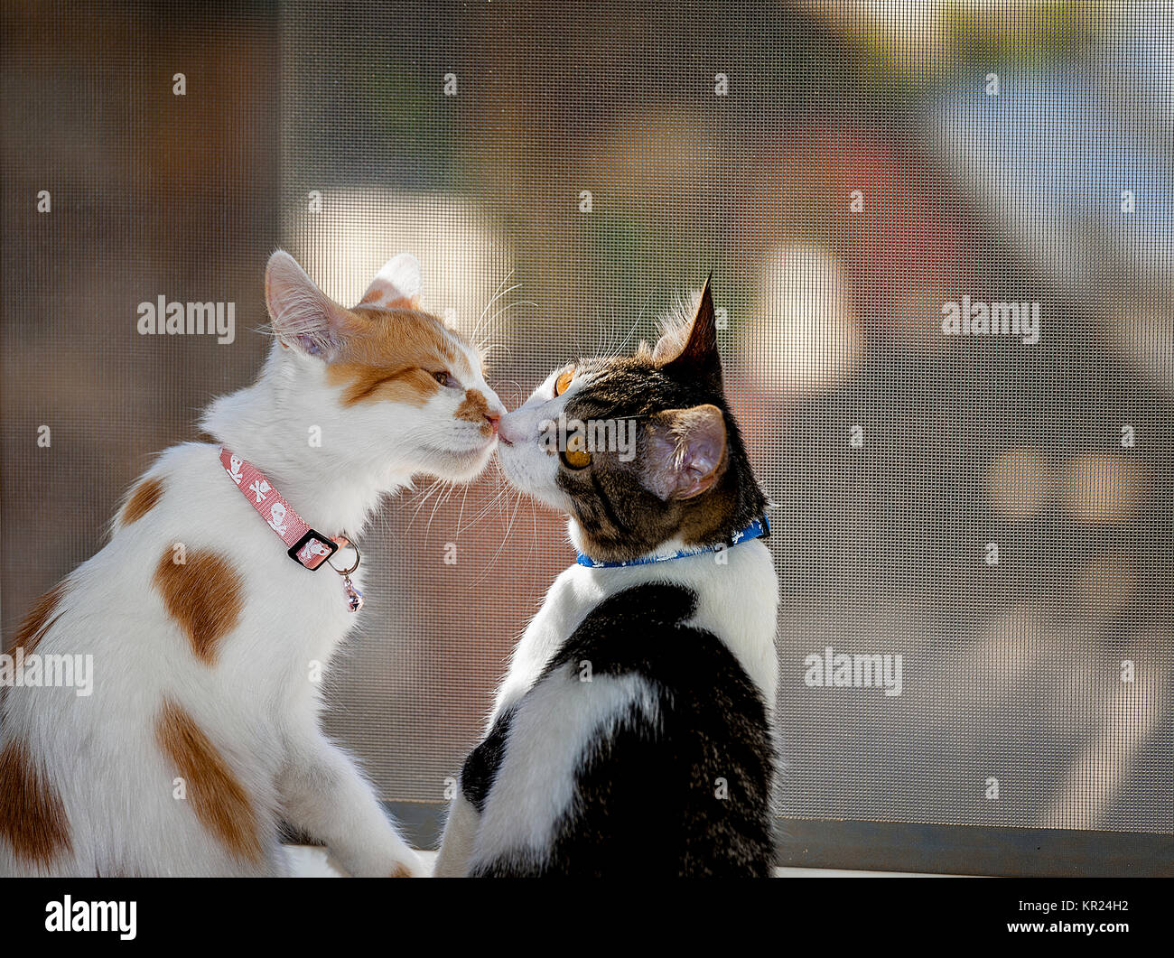 Young Kitty Cats kissing in font of a window Stock Photo - Alamy