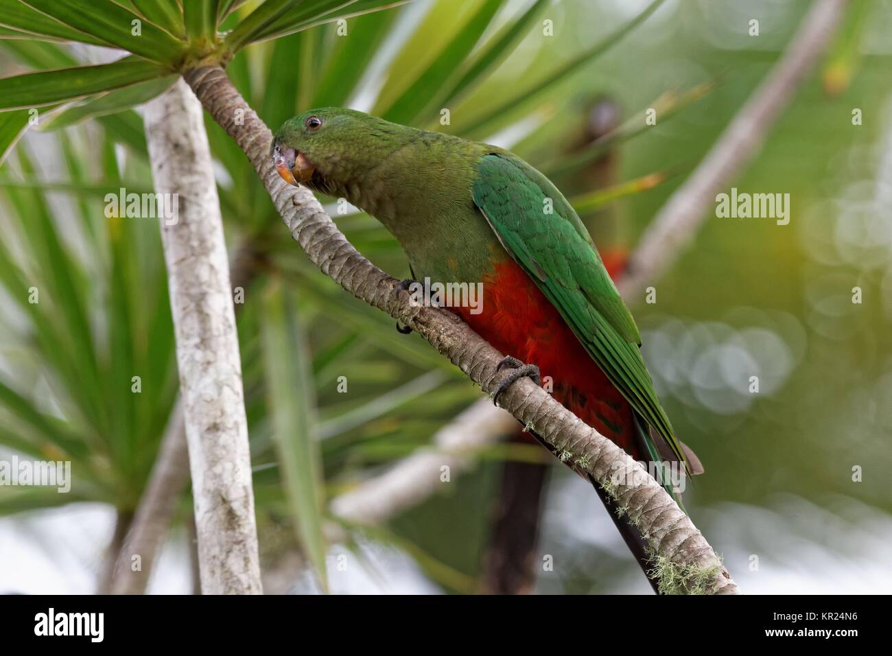 female king parrot Stock Photo - Alamy