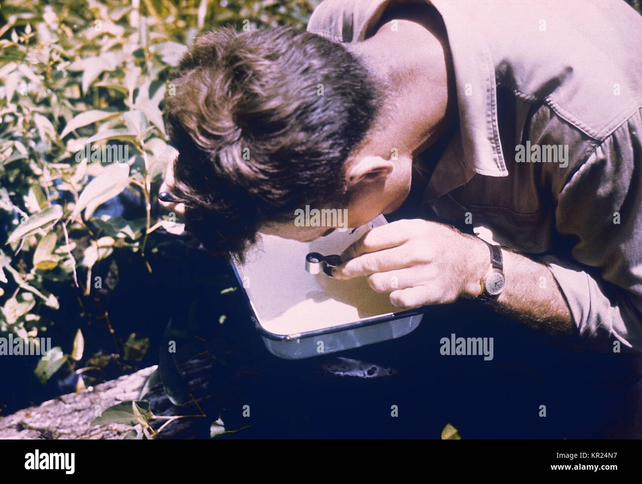 A public health field worker conducts a mosquito larvae examination ...