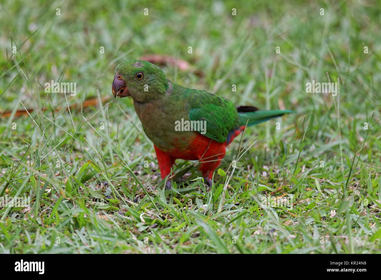 female king parrot Stock Photo - Alamy