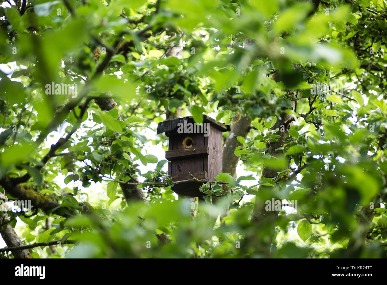 Hanging flower boughs hi-res stock photography and images - Alamy