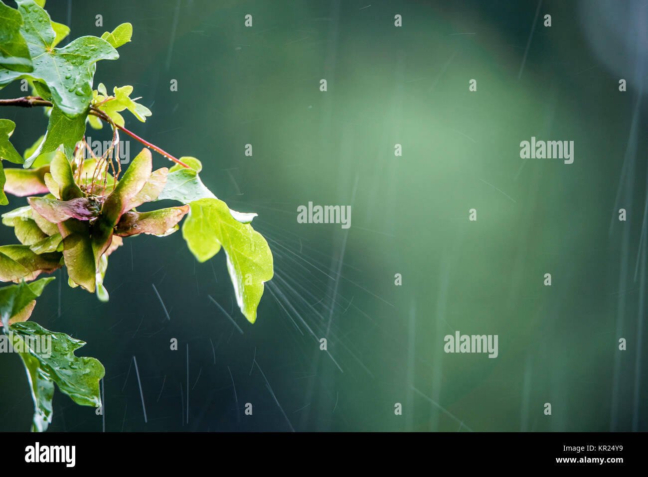 Summer rainy outside window, water drops droplets raindrops as ...