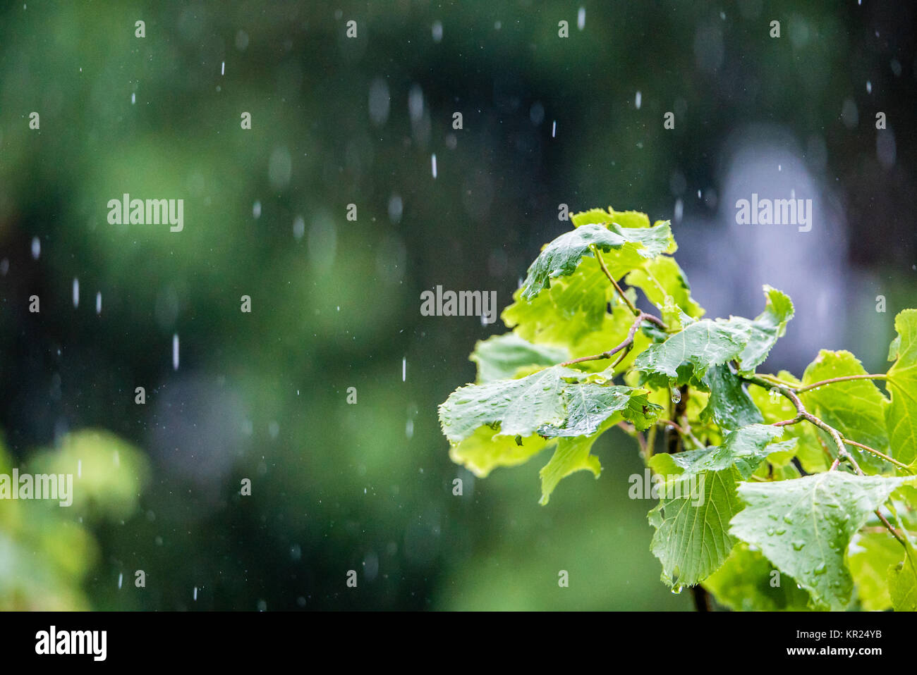 Heavy rain falling on the pavement hi-res stock photography and images ...