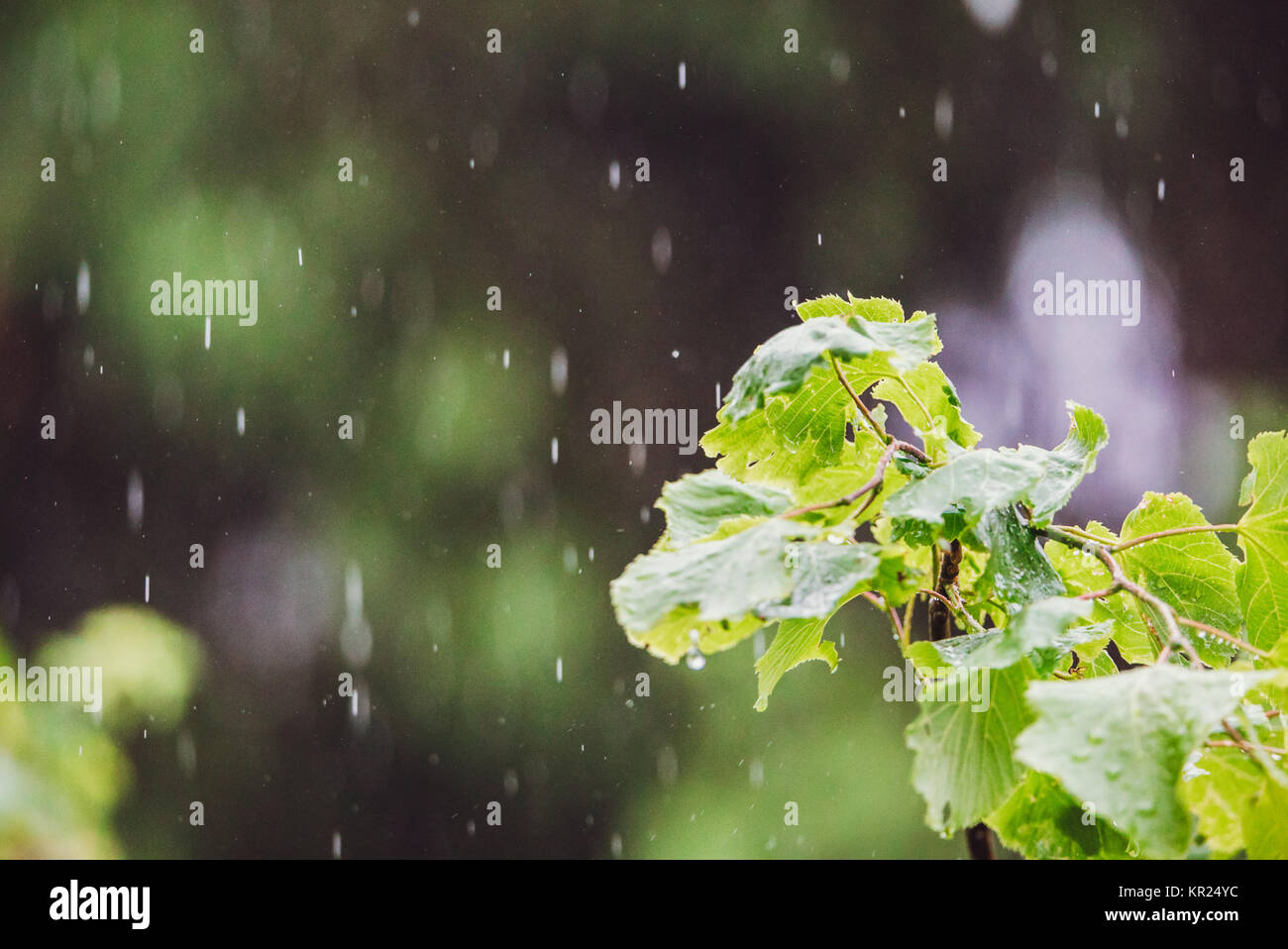Summer rainy outside window, water drops droplets raindrops as background texture. Downpour rain ...