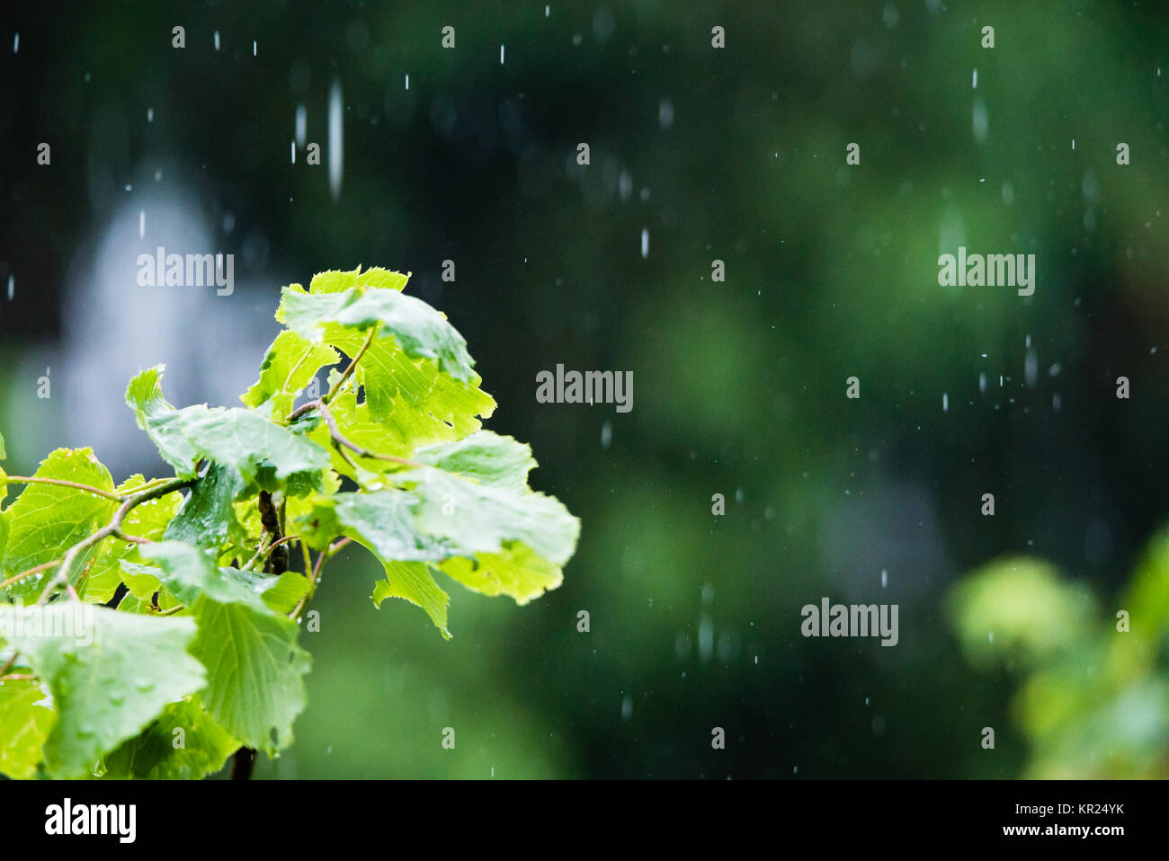 Summer rainy outside window, water drops droplets raindrops as ...