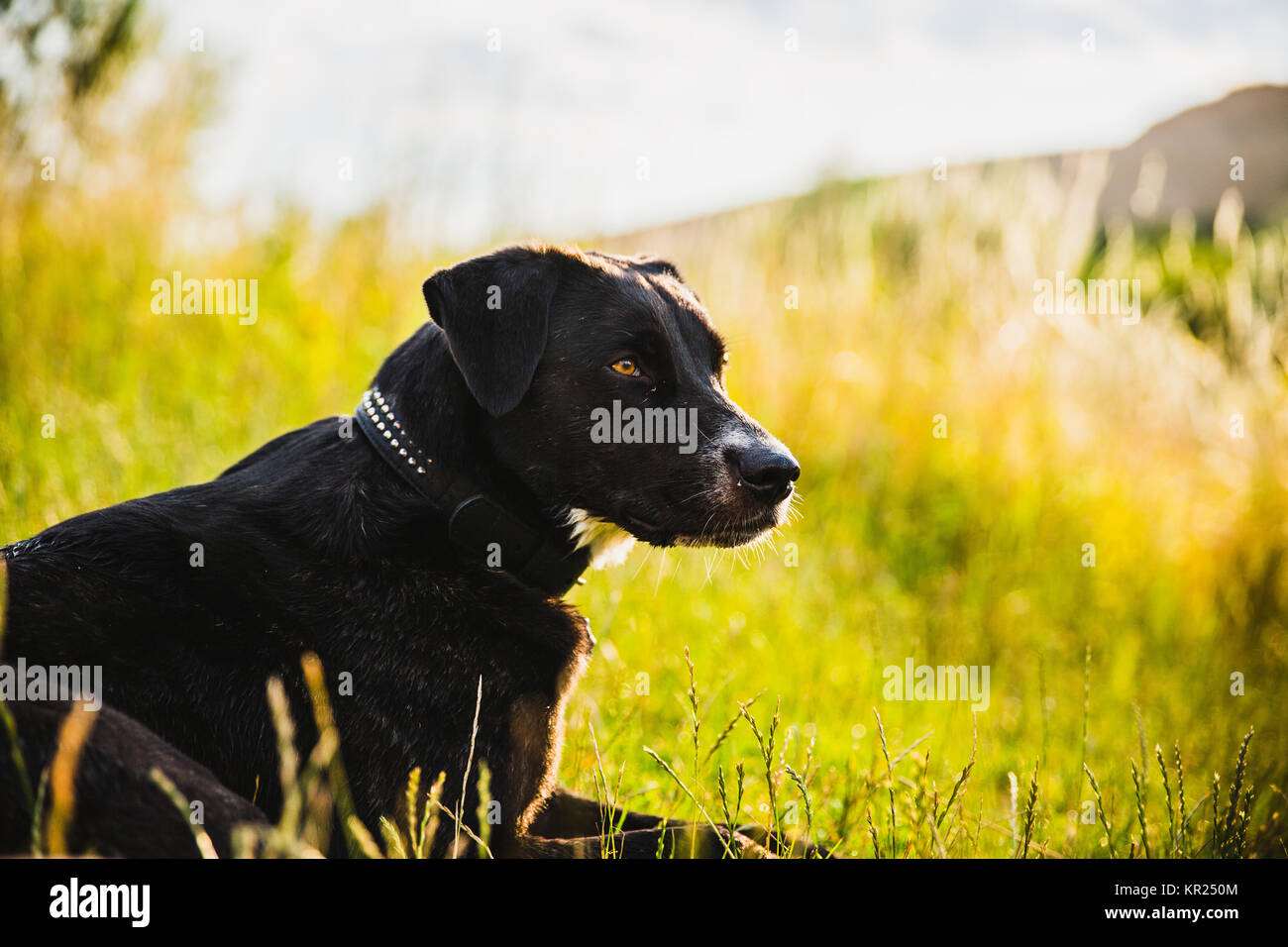 Beautiful Black dog lying on fresh grass Stock Photo - Alamy