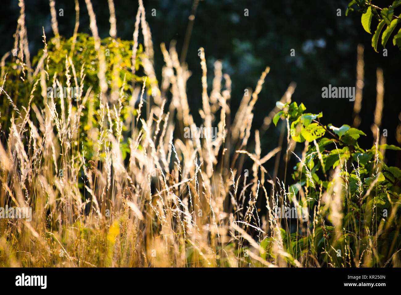 yellow orange sunset at summer and grass Stock Photo - Alamy