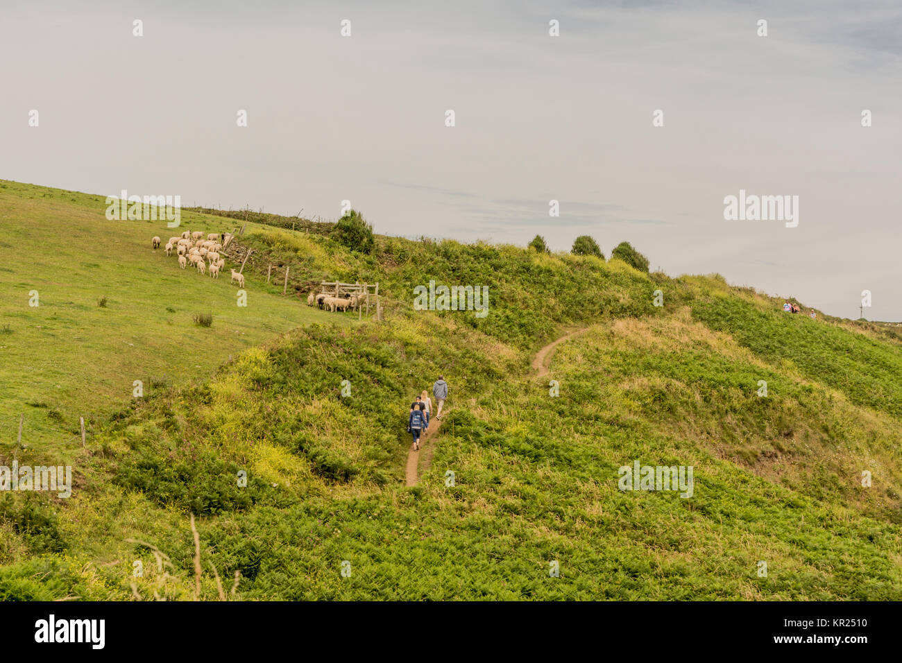 The South West Coast Path, Housel Bay, Cornwall, UK Stock Photo - Alamy