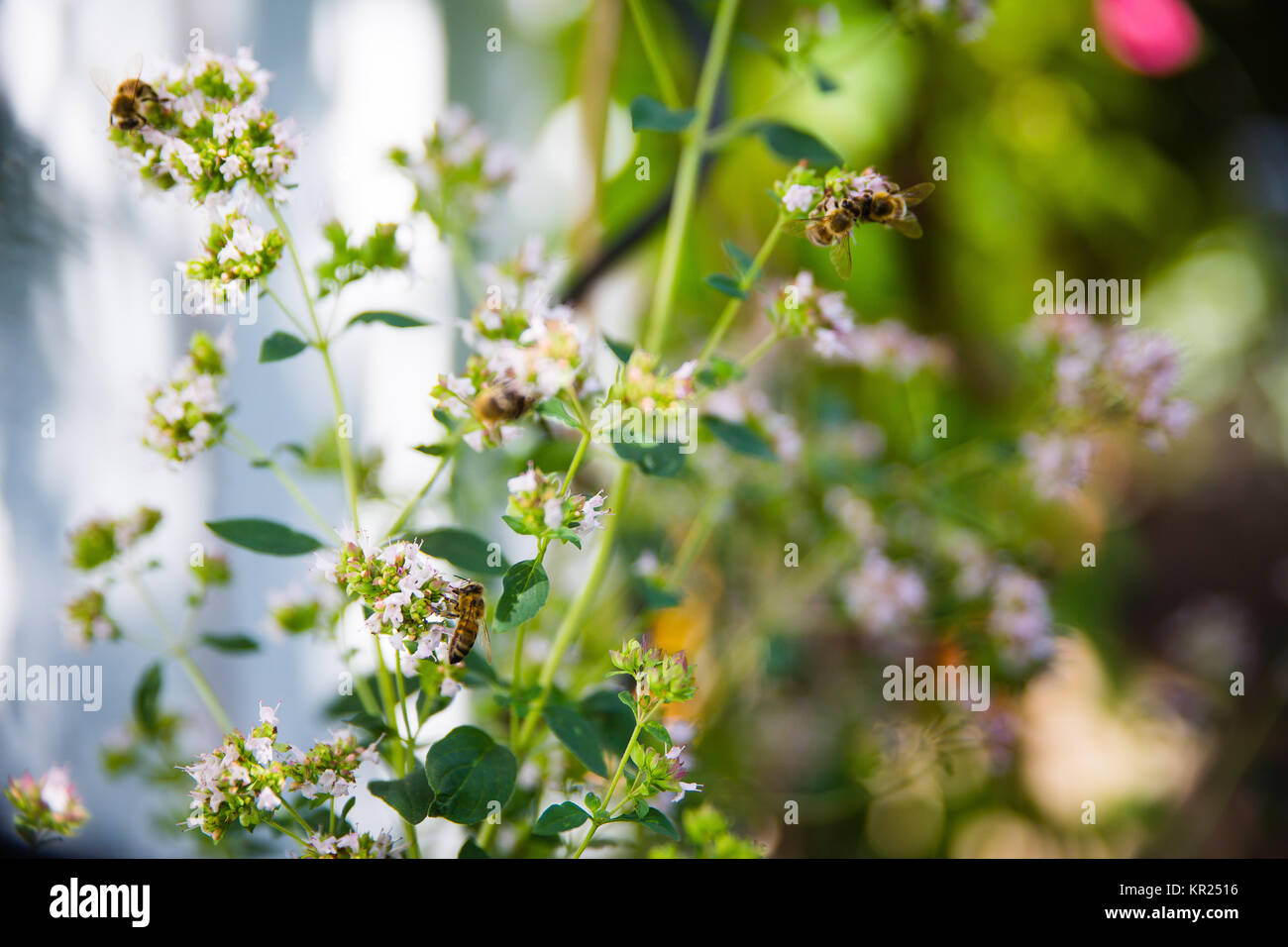 bumblebee carousel of bees flower in summer Stock Photo - Alamy