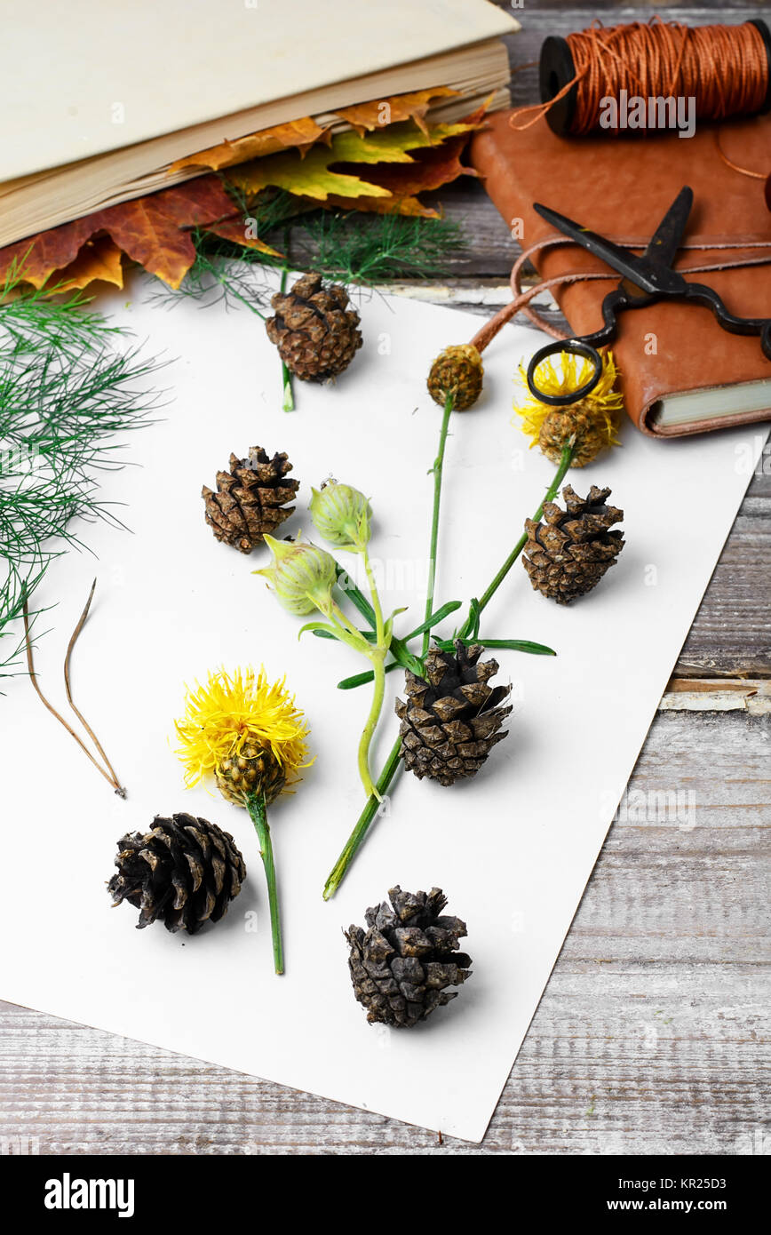 Leaves and flowers laid out on white sheet for the preparation of ...