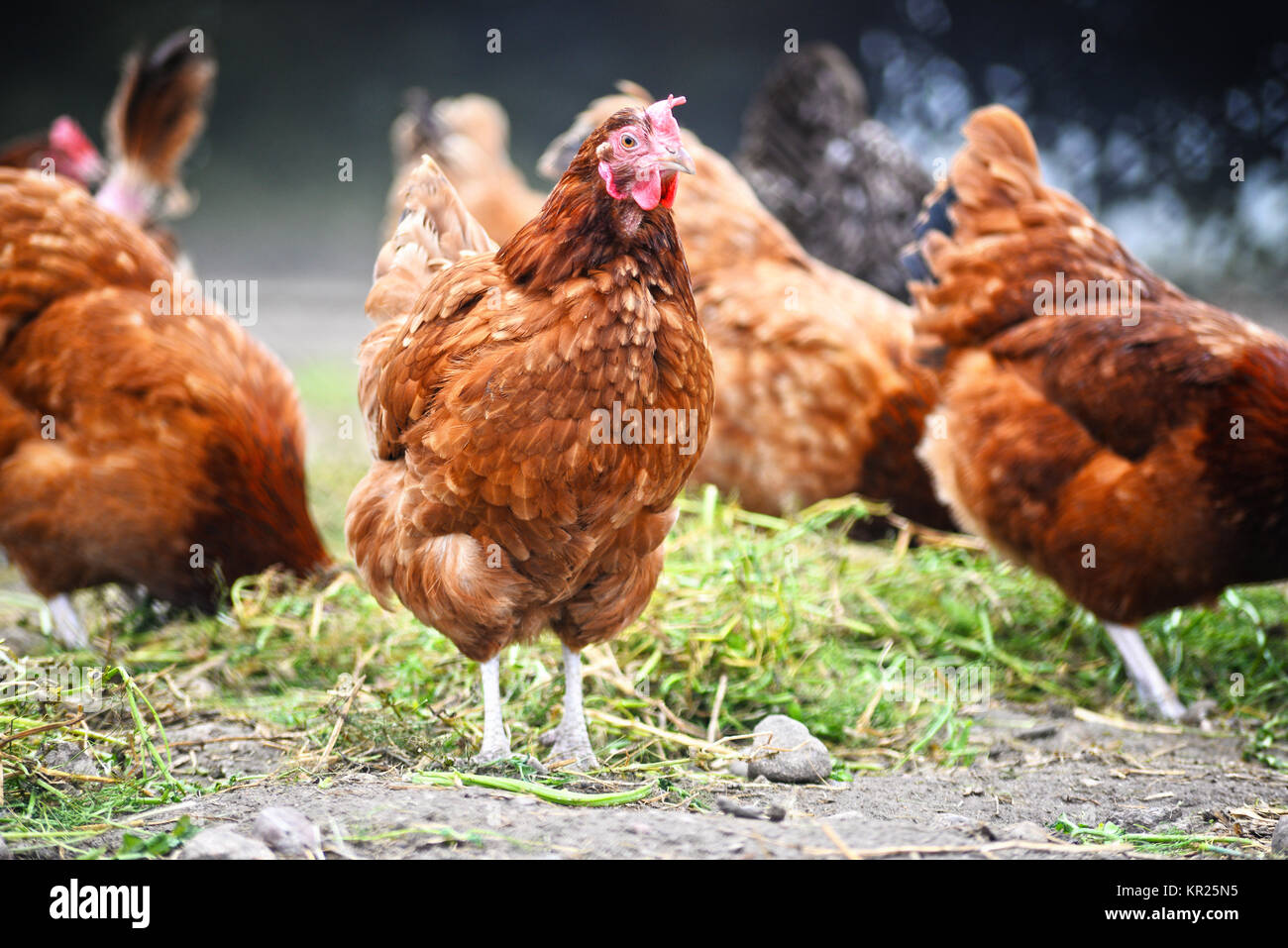 Chickens on traditional free range poultry farm Stock Photo - Alamy