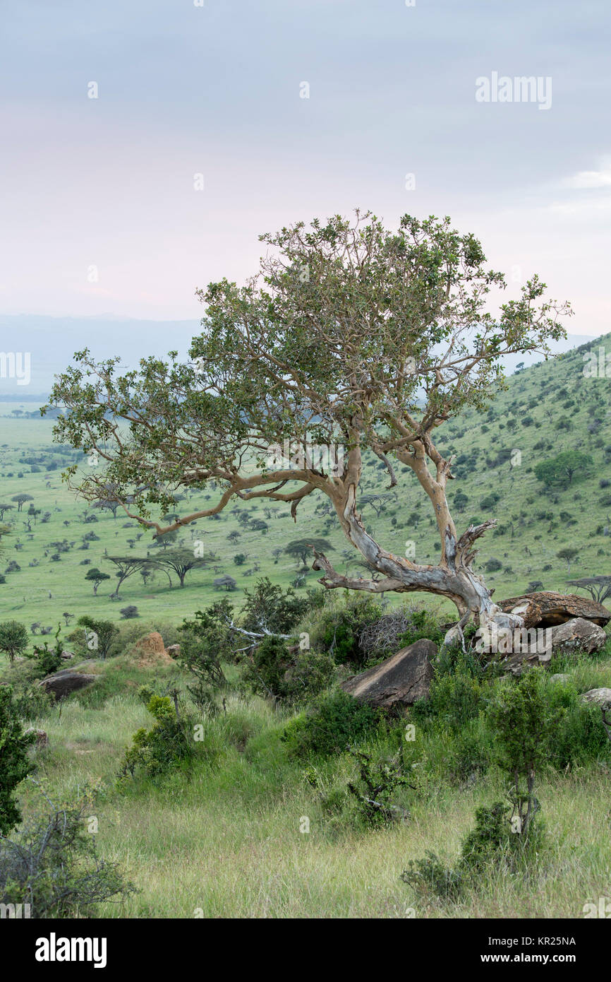 scenic view with tree and rocks, Lewa Wilderness,Lewa Conservancy ...