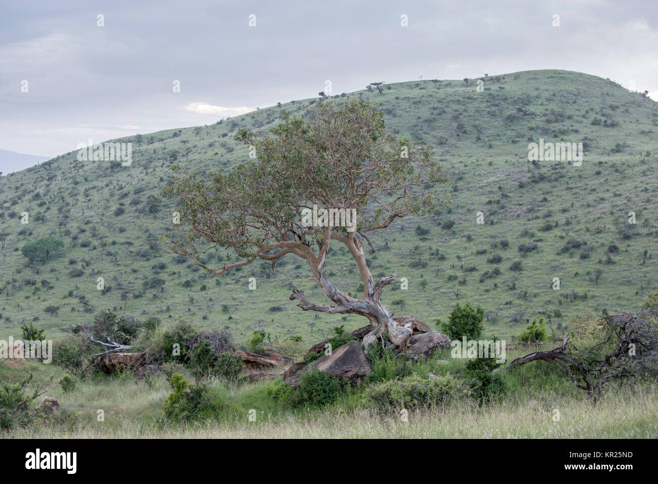 scenic view with tree and rocks, Lewa Wilderness,Lewa Conservancy ...