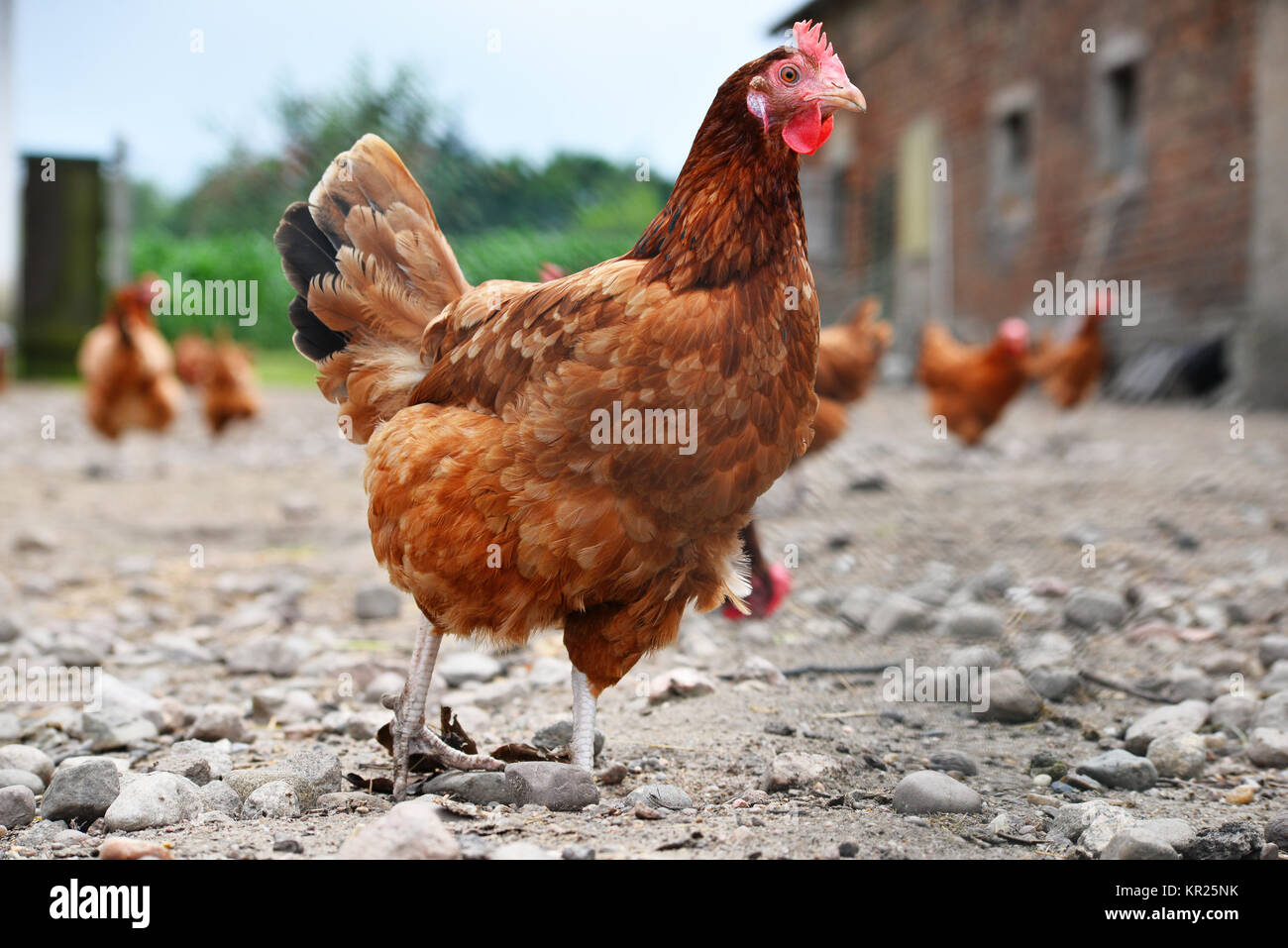 Living alive chickens poultry hi-res stock photography and images - Alamy