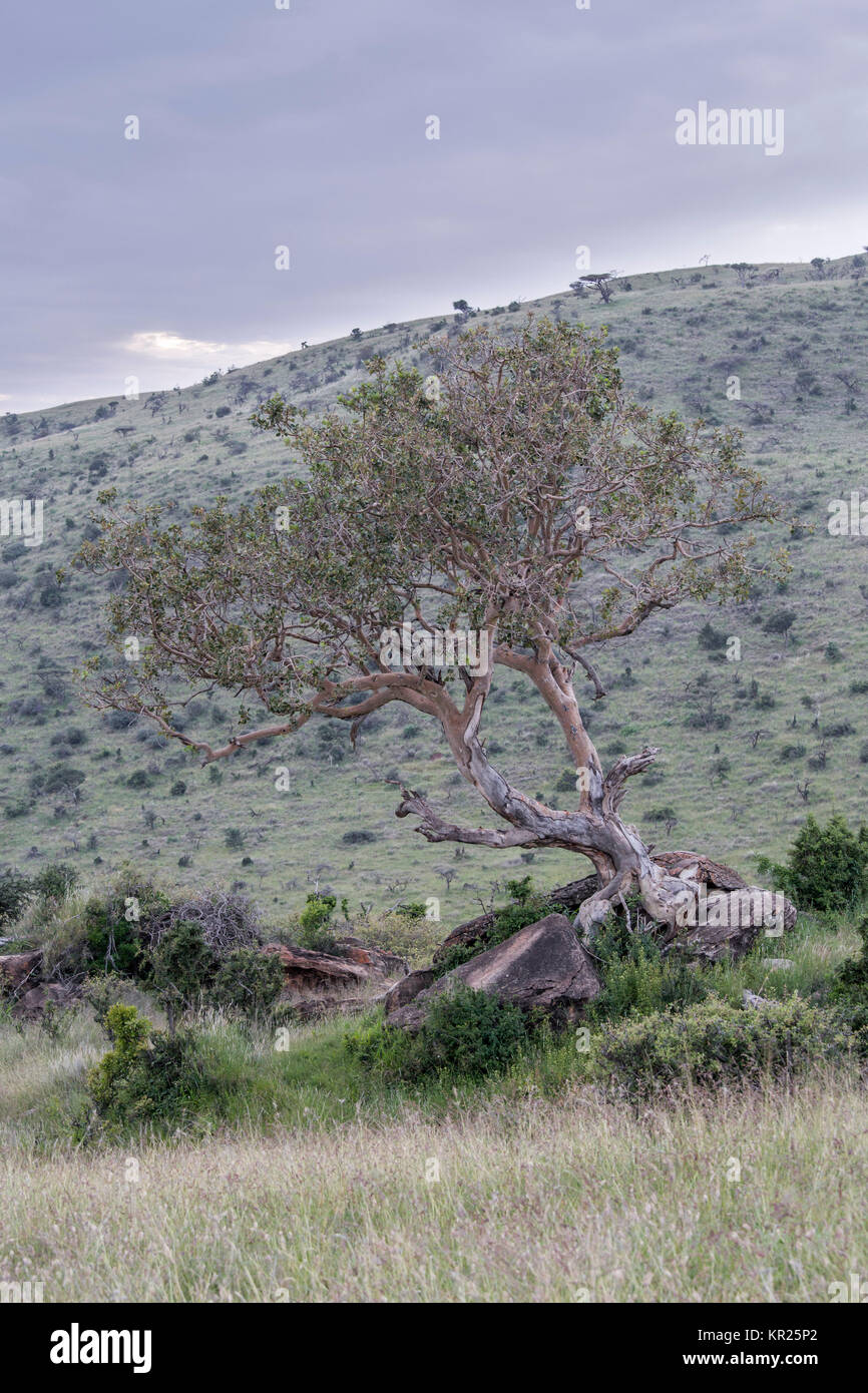 scenic view with tree and rocks, Lewa Wilderness,Lewa Conservancy ...