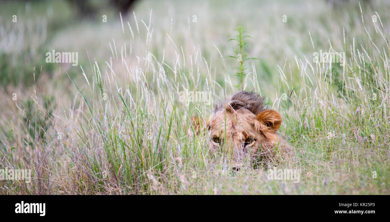 A lone male lion laying alone in long grass, partly concealed but ...