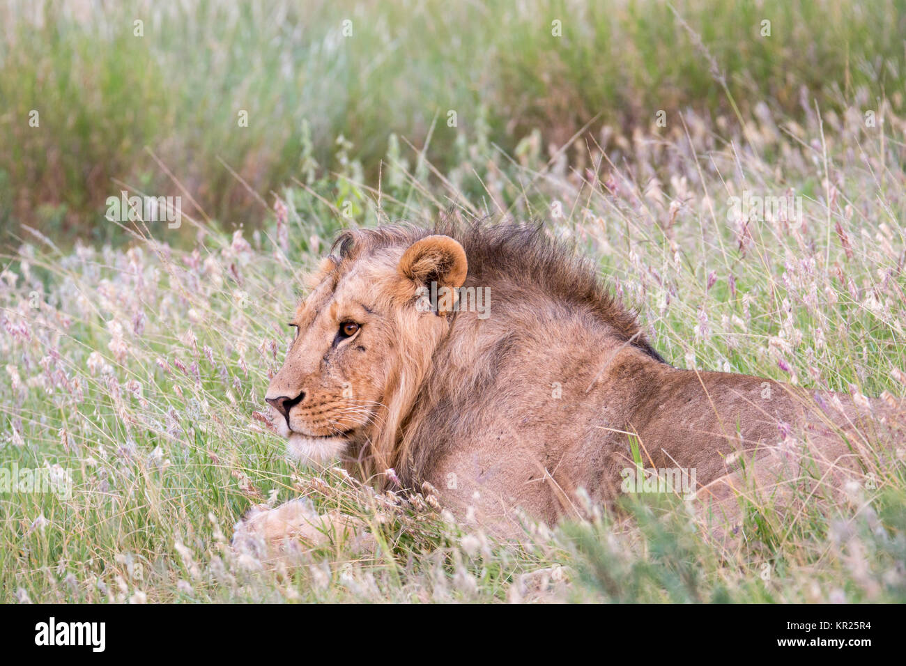 A lone male lion laying alone in long grass, side view, portrait format ...