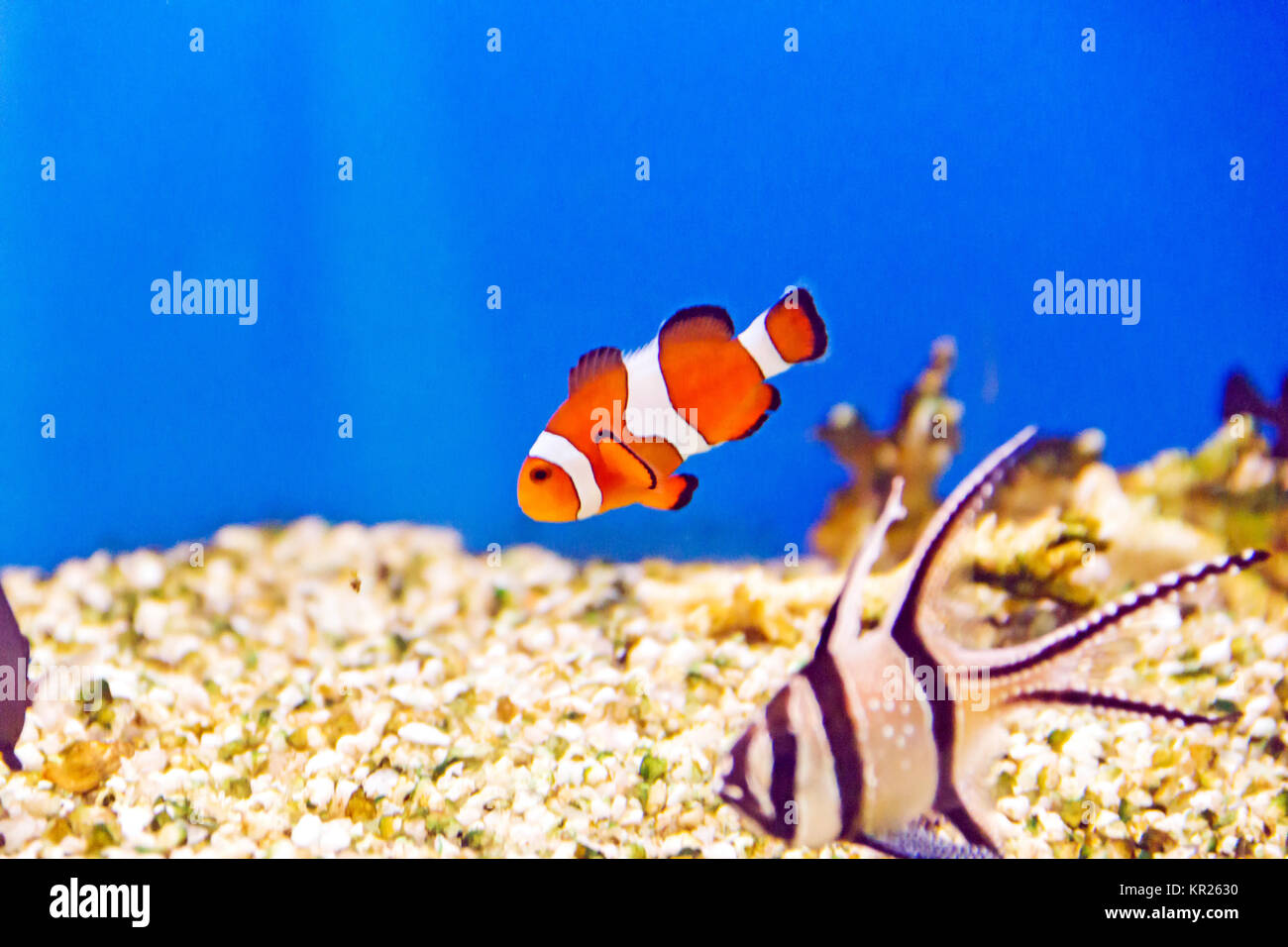 Photo of clown fish in zoo Stock Photo - Alamy
