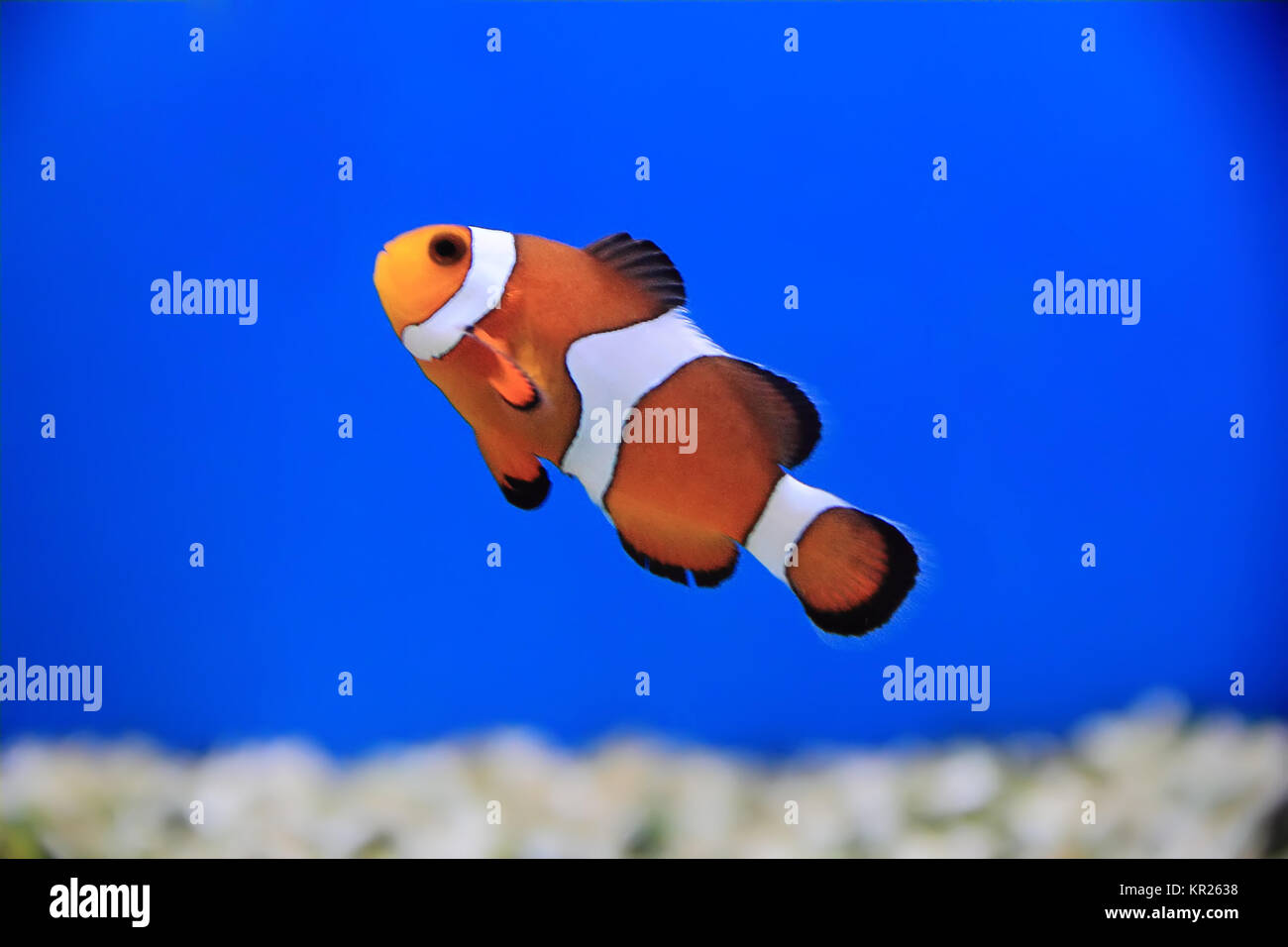 Orange white striped fish orange hi-res stock photography and images ...