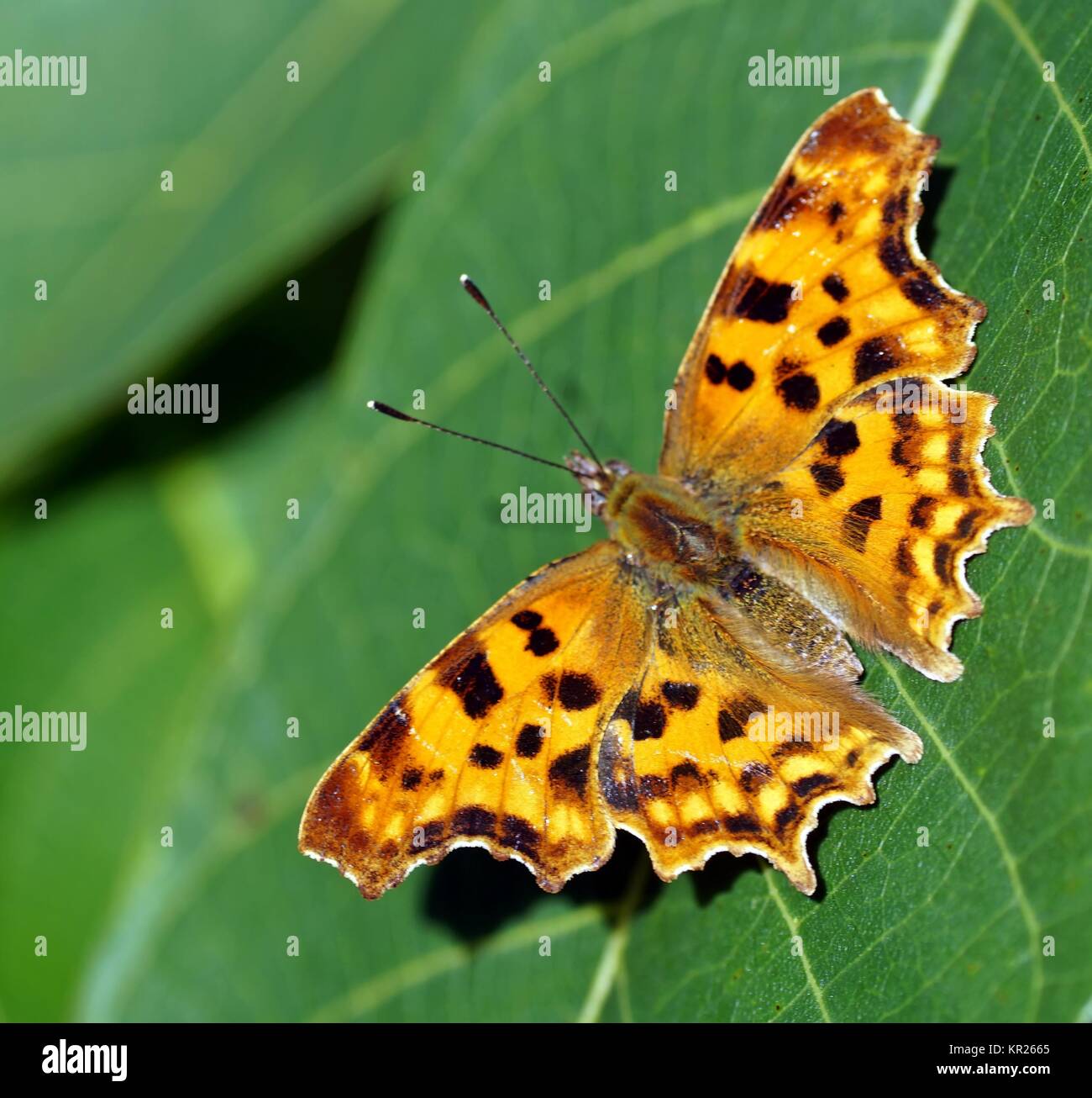 C falter hi-res stock photography and images - Alamy