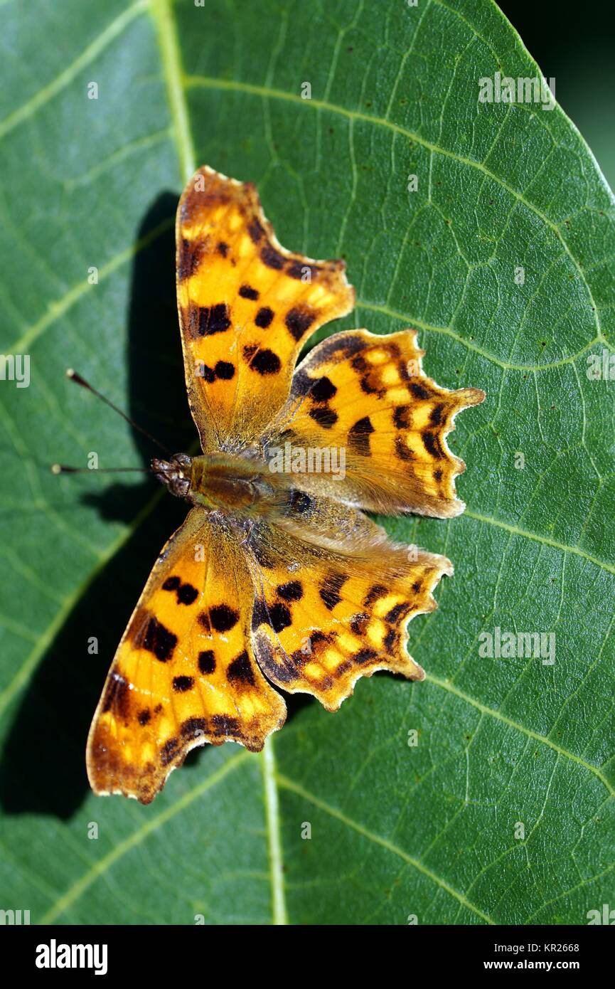 C falter hi-res stock photography and images - Alamy