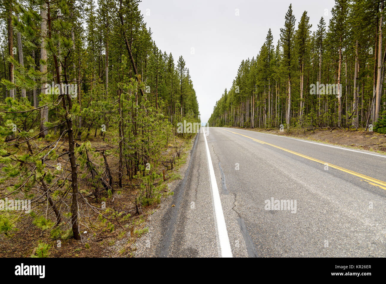 Colorful forest nature landscapes roadway hi-res stock photography and ...