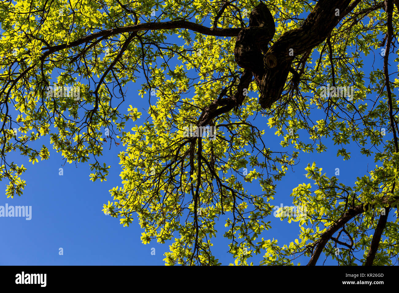 Live oak twig hi-res stock photography and images - Alamy