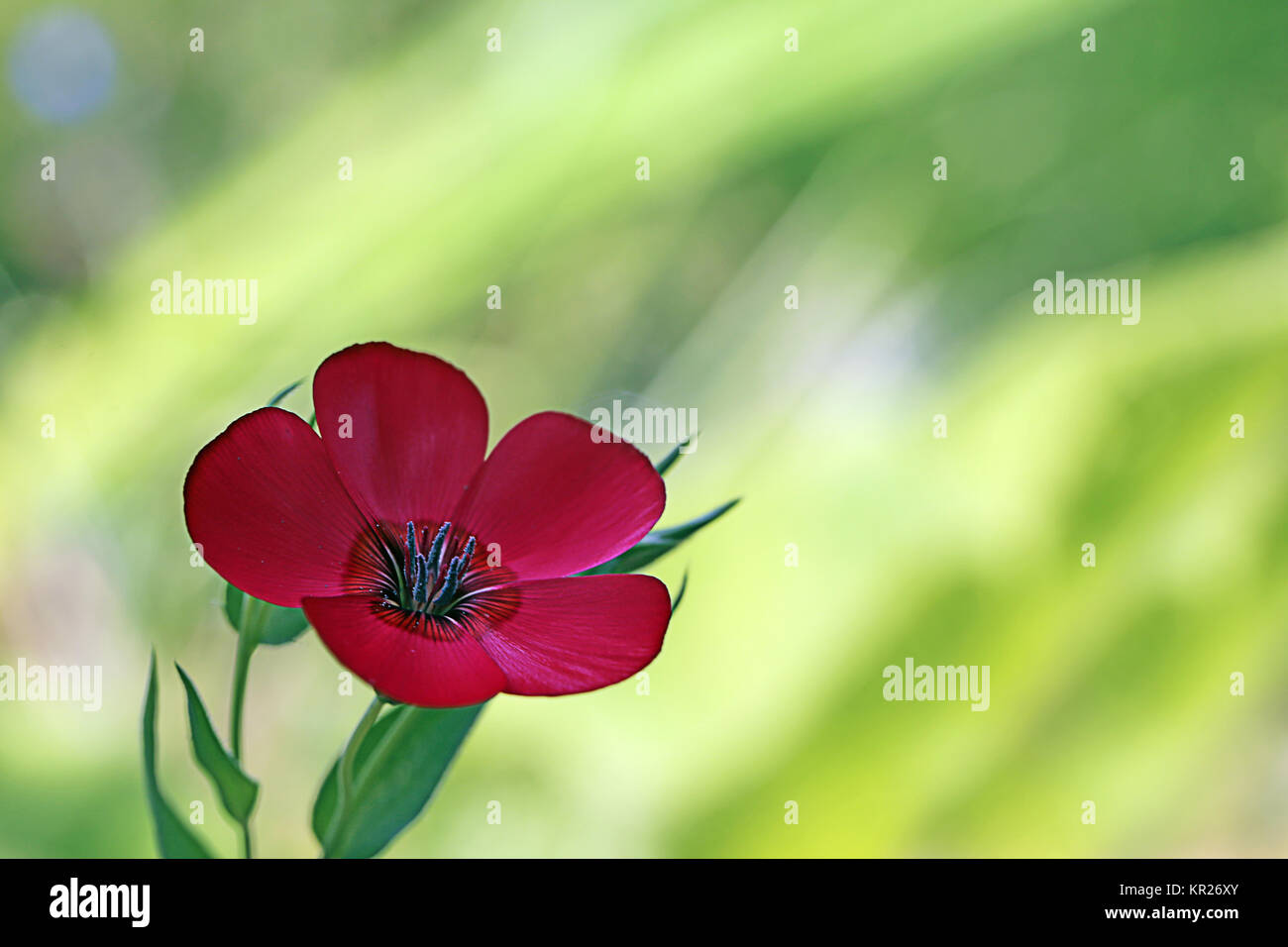 Red flax flower hi-res stock photography and images - Alamy