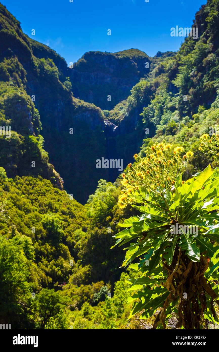 Flowers and canyon Stock Photo - Alamy