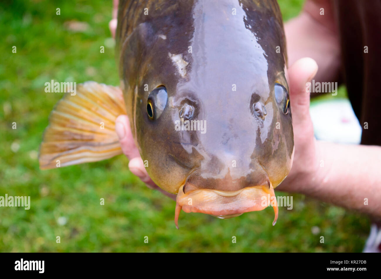 Carp fish head closeup Stock Photo - Alamy