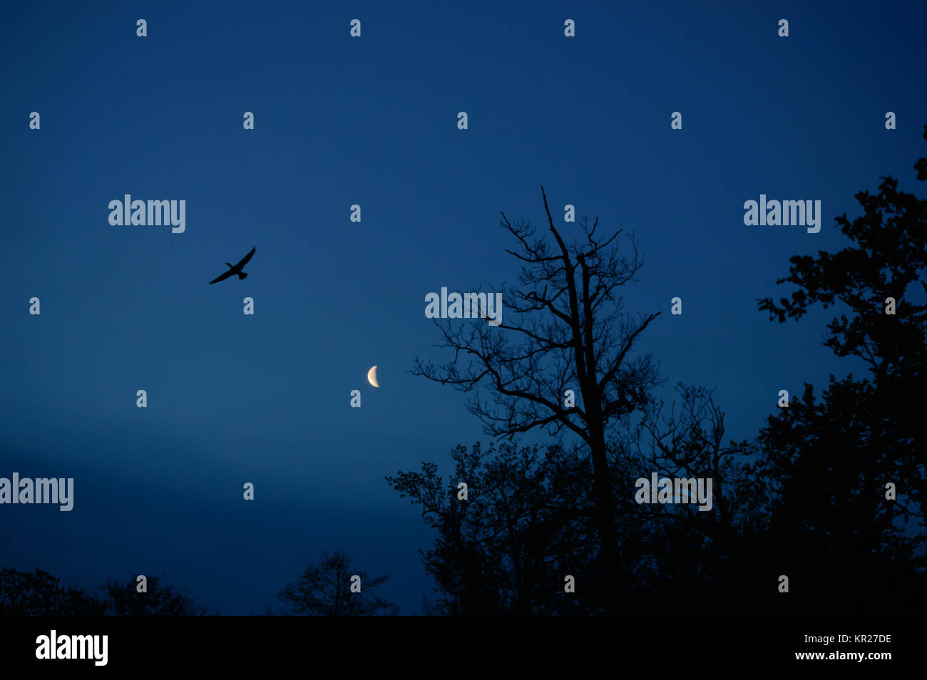Night nighttime moon moonlight firmament hi-res stock photography and ...