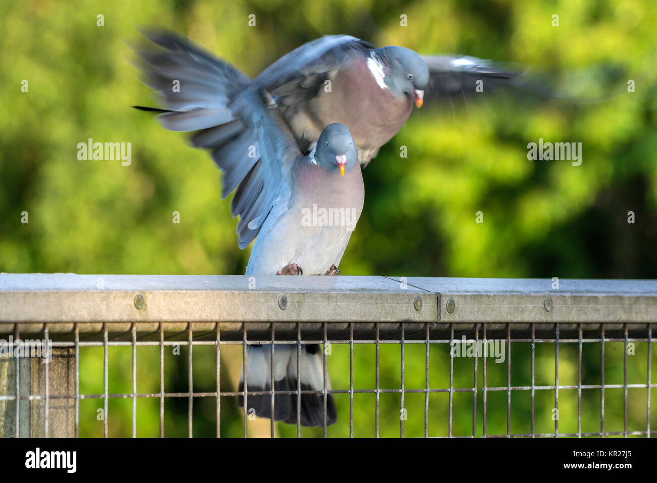 Two Wood Pigeons Mating Stock Photo - Alamy