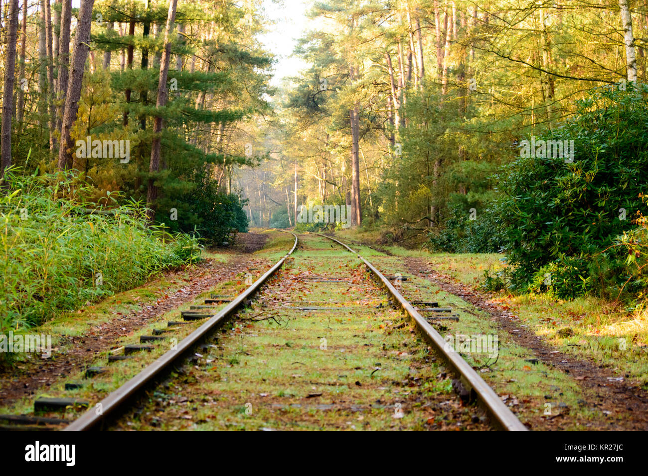 Old mossy railroad tracks in dense hardwood forest Stock Photo - Alamy