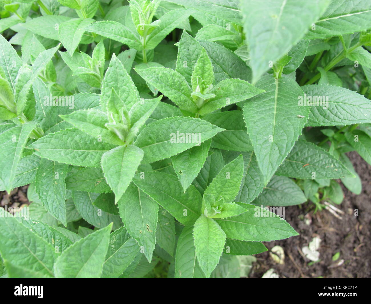 water mint,mentha aquatica Stock Photo - Alamy