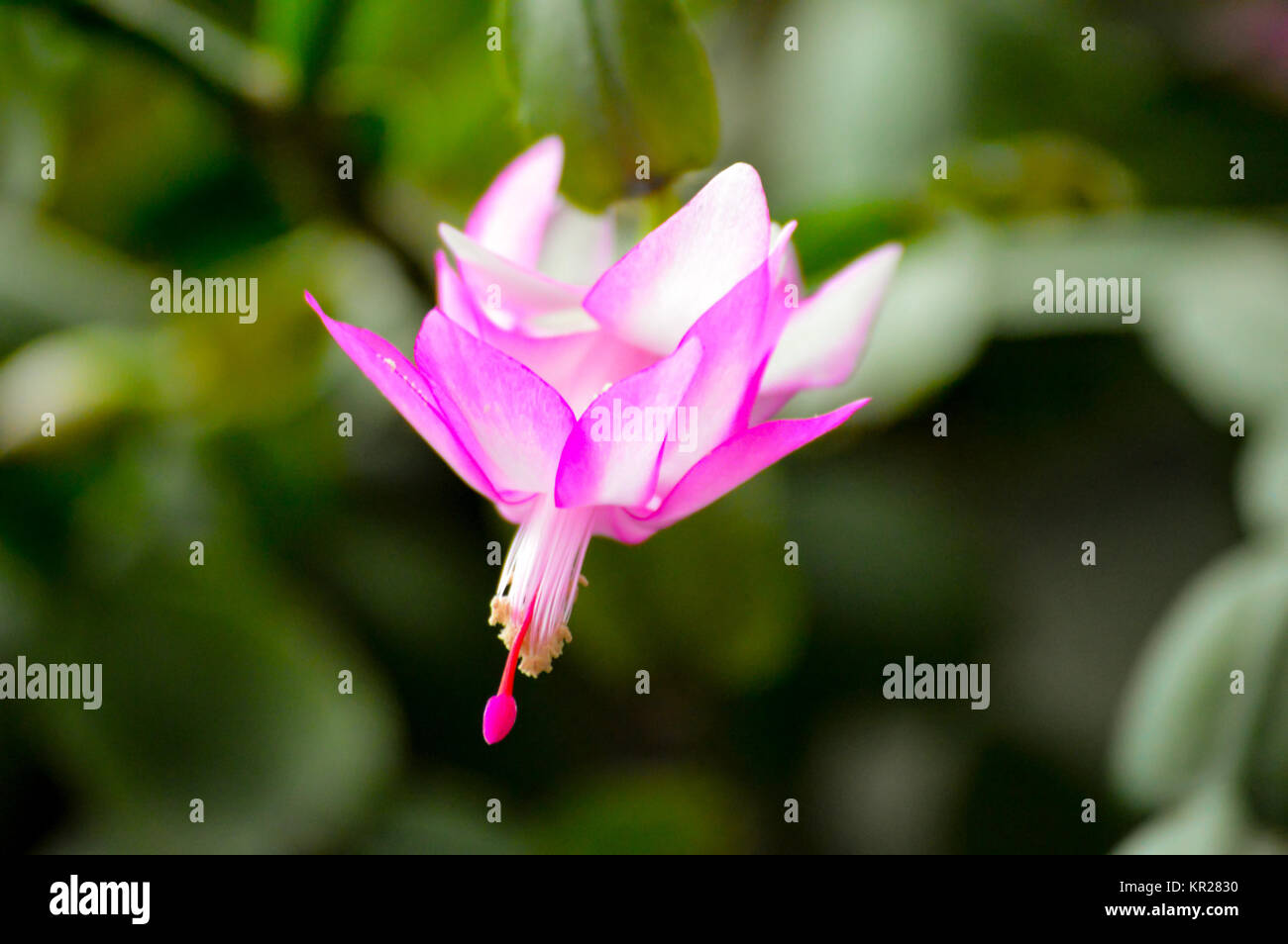 Drooping petals hi-res stock photography and images - Alamy