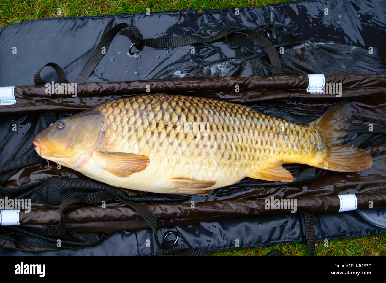 Close up on large carp fish Stock Photo - Alamy