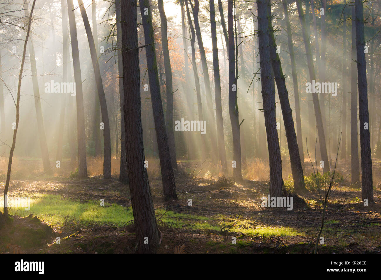 Autumn forest sun rays Stock Photo - Alamy